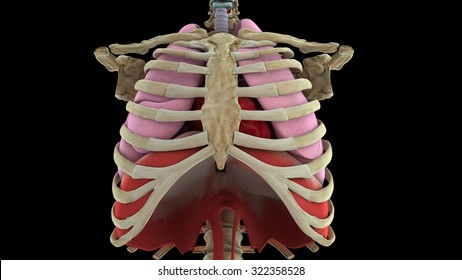8,032 Ribs lungs Images, Stock Photos & Vectors | Shutterstock