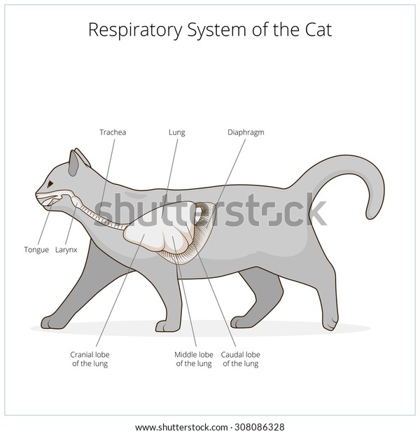 Respiratory System Cat Raster Version: ภาพประกอบสต็อก 308086328 ...