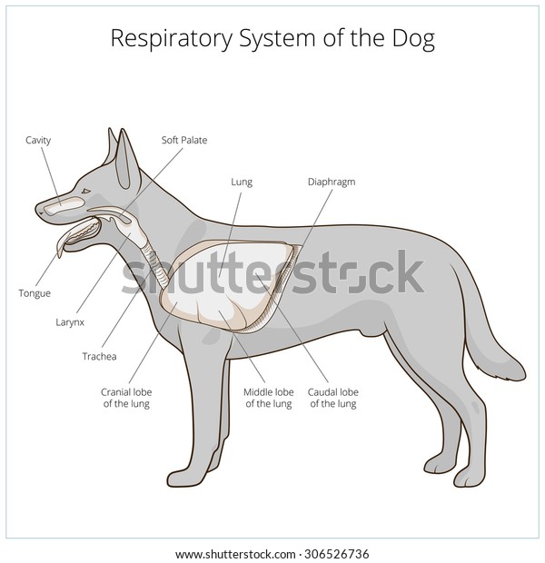 Respiratory System Dog Raster Version Stock Illustration 306526736