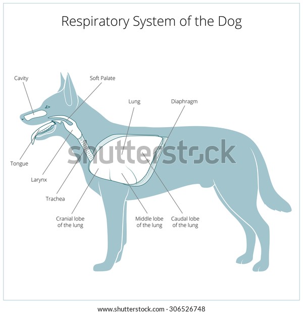 Respiratory System Dog Raster Version Stock Illustration 306526748
