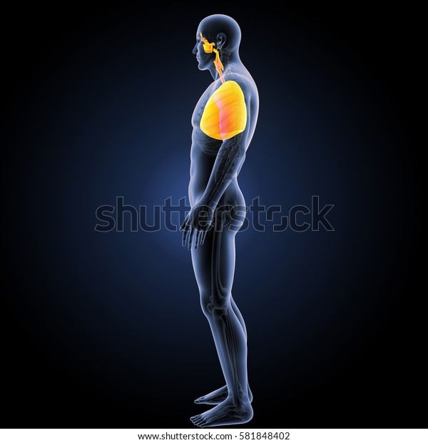 Respiratory System Lateral View 3d Illustration Stock Illustration ...