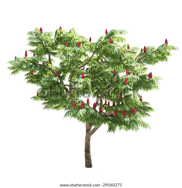 Rhus Tree Isolated Stock Illustration 29060275 | Shutterstock