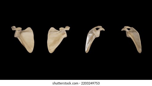 Right Scapula Multiple Sides3d Rendering Stock Illustration 2203249753 ...