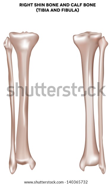 Right Shin Bone Calf Bone Tibia Stock Illustration 140365732