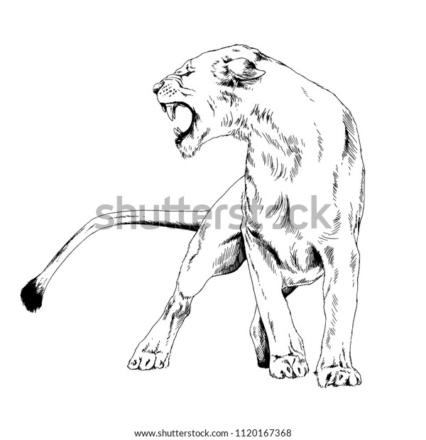 Roaring Forward Lion Drawn Full Growth Stock Illustration 1120167368 ...