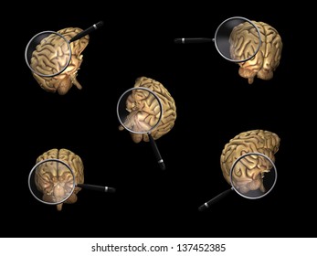 Rotating Brain Magnifier Anatomically Correct Brain Stock Illustration ...