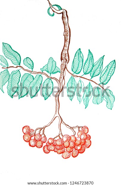 Rowan Drawing Red Stock Illustration 1246723870 | Shutterstock