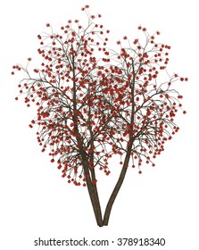 Rowan Tree Stock Illustration 378918340 | Shutterstock