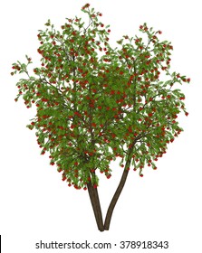 35,520 Rowan tree illustration Images, Stock Photos & Vectors ...