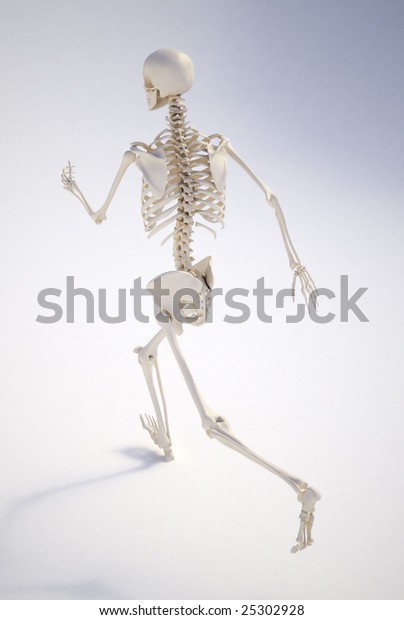 Running Human Skeleton Stock Illustration 25302928