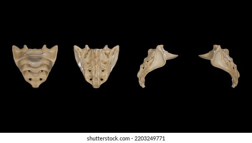 Sacrum Multiple Sides3d Rendering Stock Illustration 2203249771 ...