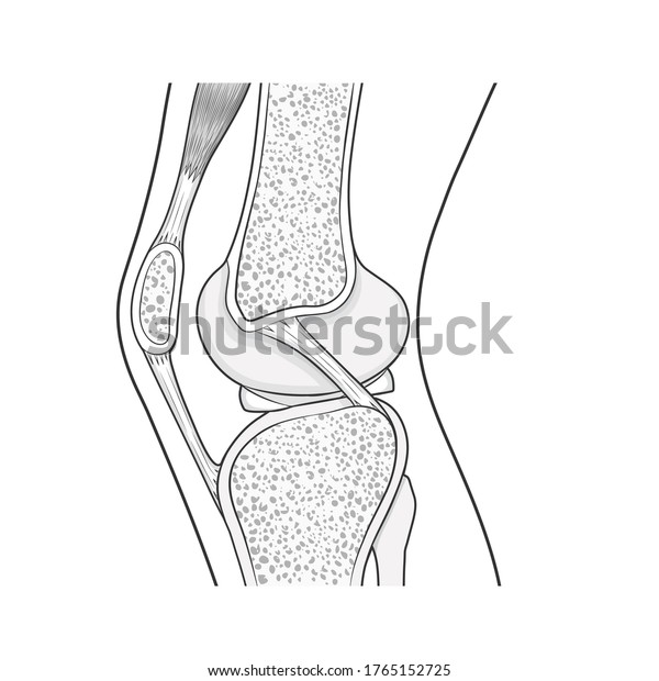 Sagittal Section Through Trochlear Groove Knee Stok İllüstrasyon ...