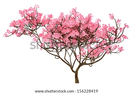 Sakura Tree Isolated Stock Illustration 156228419 - Shutterstock