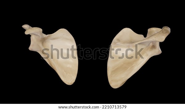 Scapula Front Back View3d Rendering Stock Illustration 2210713579 ...