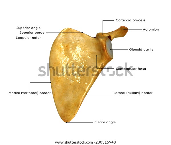 Stock ilustrace „Scapula Labelled“ 200315948
