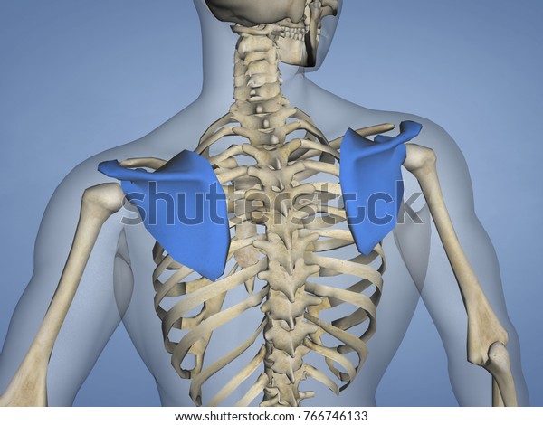 Scapula Mskelscapula 2 3d Model Stock Illustration 766746133 | Shutterstock