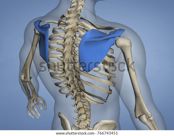 Scapula Mskelscapula 3 3d Model Stock Illustration 766743451 | Shutterstock