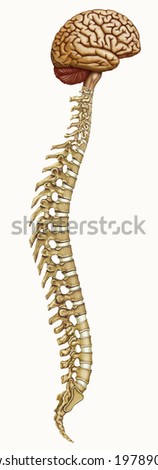 Schematic Illustration Brain Connected Backbone Stock Illustration ...