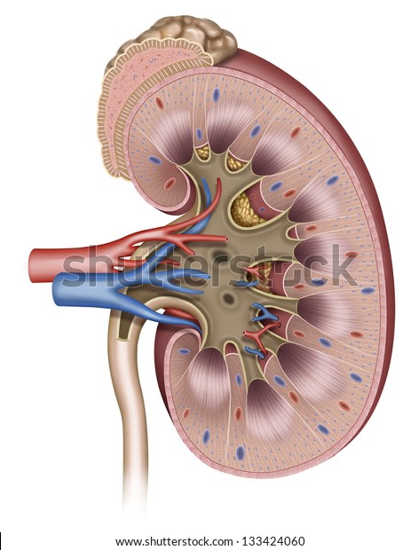 Schematic Illustration Kidney Stock Illustration 133424060 | Shutterstock