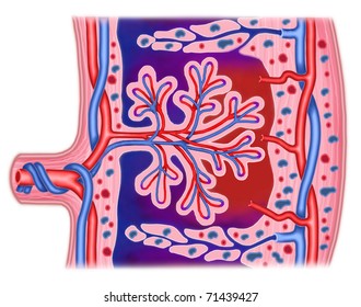 5,017 Placenta illustration Images, Stock Photos & Vectors | Shutterstock