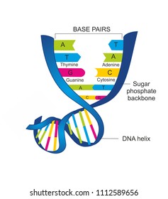 Schematic Illustration Shows Structure Double Stranded 스톡 일러스트 ...