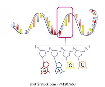 Schematic Illustration Shows Structure Single Stranded Stock ...