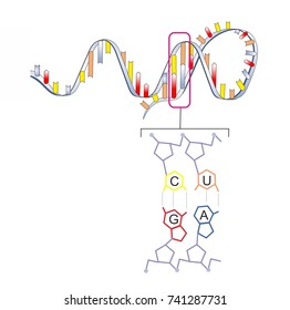 Schematic Illustration Shows Structure Single Stranded Stock ...