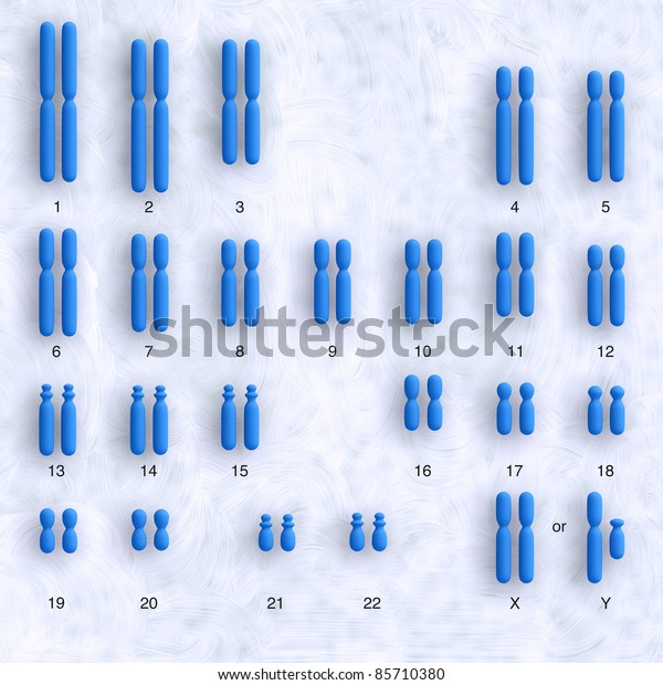 Illustration de stock de représentation schématique du caryotype humain ...