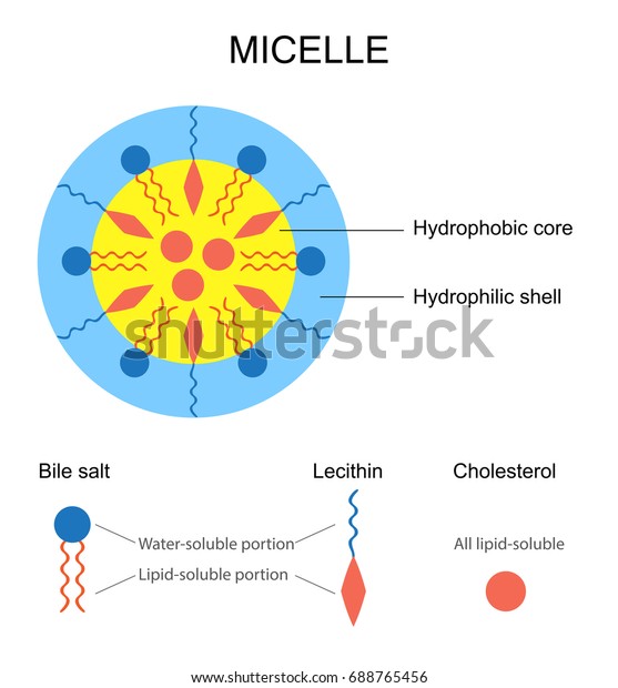 Schematic Representation Micelle Stock Illustration 688765456