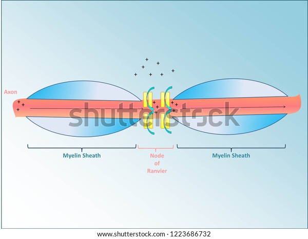 Schematic View Saltatory Conduction Action Potential Stock Illustration ...