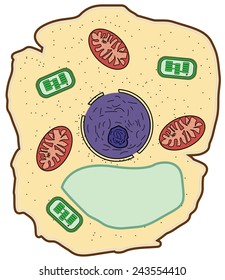 Scheme Cells Stock Illustration 243554410 | Shutterstock