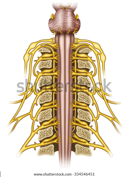 Scheme Composed Cervical Vertebrae Stock Illustration 334546451