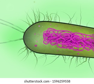 Prokaryotes Images, Stock Photos & Vectors | Shutterstock