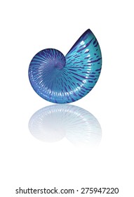 Sea Shell 3d Bitmap Illustration Isolated Stock Illustration 275947220 ...