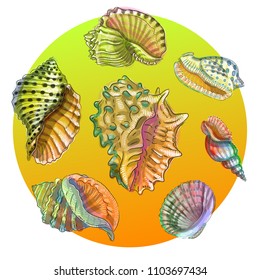 Sea Shells Different Shapes Stock Illustration 1103697434 | Shutterstock