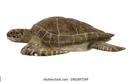 Sea Turtle Isolated 3d Rendering Stock Illustration 1481897249 ...
