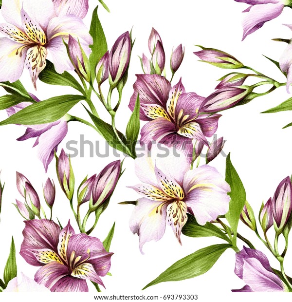 Seamless Pattern Alstroemeria Hand Draw Watercolor Stock Illustration ...