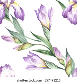 Seamless Pattern Iris Hand Draw Watercolor Stock Illustration 557491216 ...