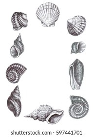 Seashells Drawing Graphic Stock Illustration 597441701 | Shutterstock