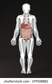 Section Human Body Internal Organs Apparatuses Stock Illustration ...