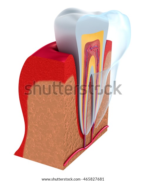 Section Tooth Pulp Nerves Blood Vessels 스톡 일러스트 465827681 | Shutterstock