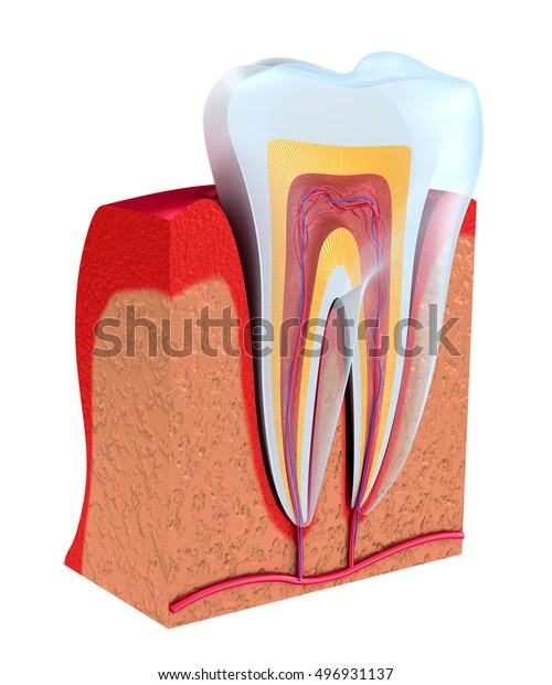 Section Tooth Pulp Nerves Blood Vessels Stock Illustration 496931137 ...