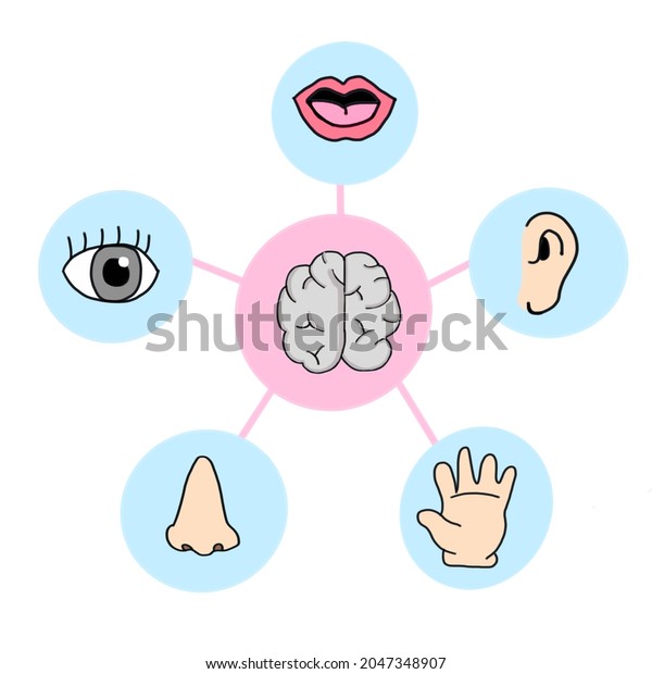 Sensory Processing On White Backgroundcartoon Writing Stock ...