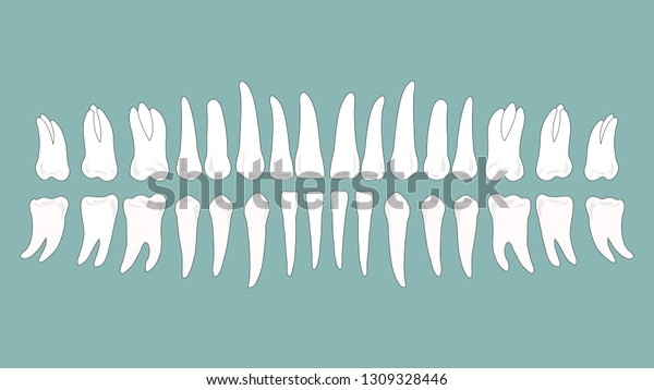 Set 32 Teeth Dental Chart Stock Illustration 1309328446 | Shutterstock