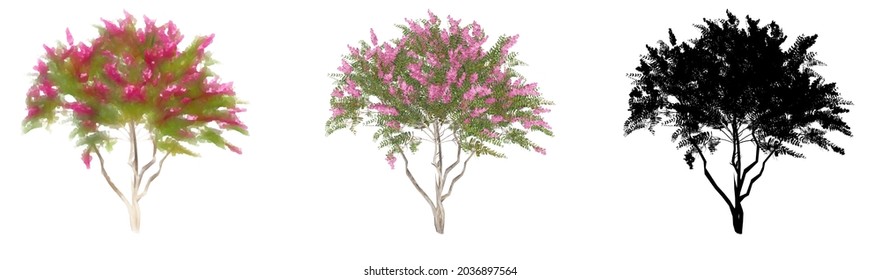 Set Collection Crape Myrtle Trees Painted Stock Illustration 2036897564 ...