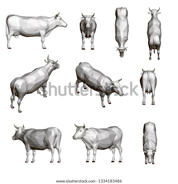 Set Cow Polygonal Cow Different Angles Stock Illustration 1334183486 ...