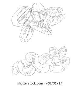 Cashew Detailed Line Art Freehand Drawing: เวกเตอร์สต็อก (ปลอดค่า ...