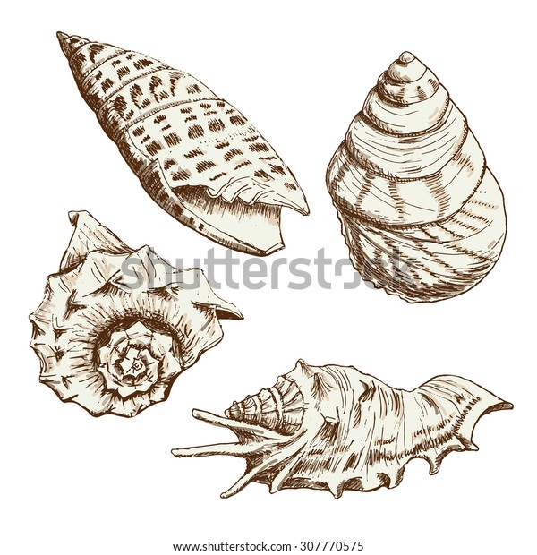 Set Seashells Hand Drawing Sketch Illustration Stock Illustration ...