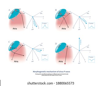 173 imágenes de Sinoatrial node - Imágenes, fotos y vectores de stock ...