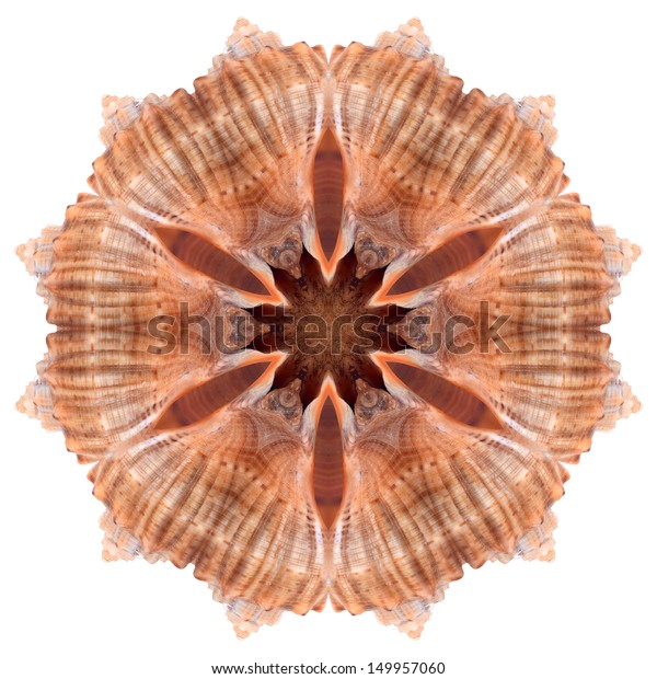 Shell Mandala Isolated On White Background Stock Illustration 149957060 ...